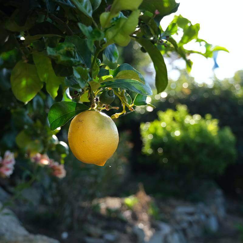 Evde Limon Yetiştirmek İçin Püf Noktaları - PlumeMag