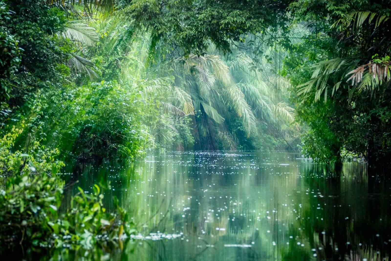 Gizemini Sürdüren Bir Yer: Amazon Ormanları - PlumeMag