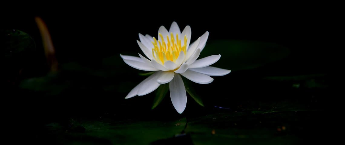 Lotus Çiçeği Anlamı Nedir? Renklere Göre Lotus Çiçeği Anlamları