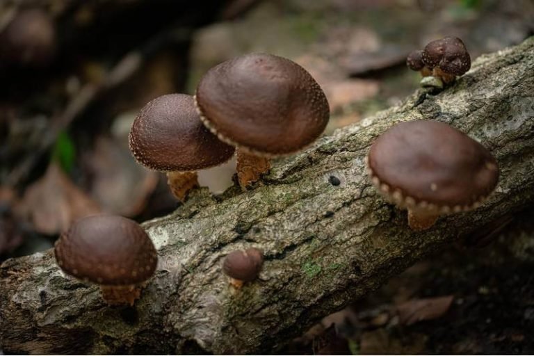 Şitaki (Shiitake Mantarı) Nedir, Faydaları Nelerdir, Nasıl Kullanılır ...