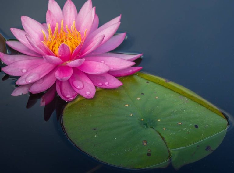 Lotus Çiçeği Anlamı Nedir? Renklere Göre Lotus Çiçeği Anlamları