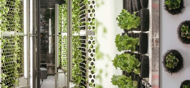 Dikey Tarım Sofrada: Circle by Vertical - PlumeMag