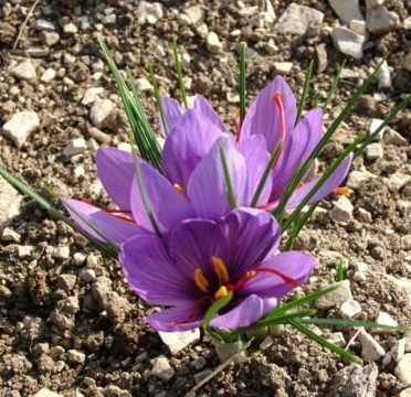 Yalnızca Türkiye’de Yaşayan Endemik Bitki Türleri